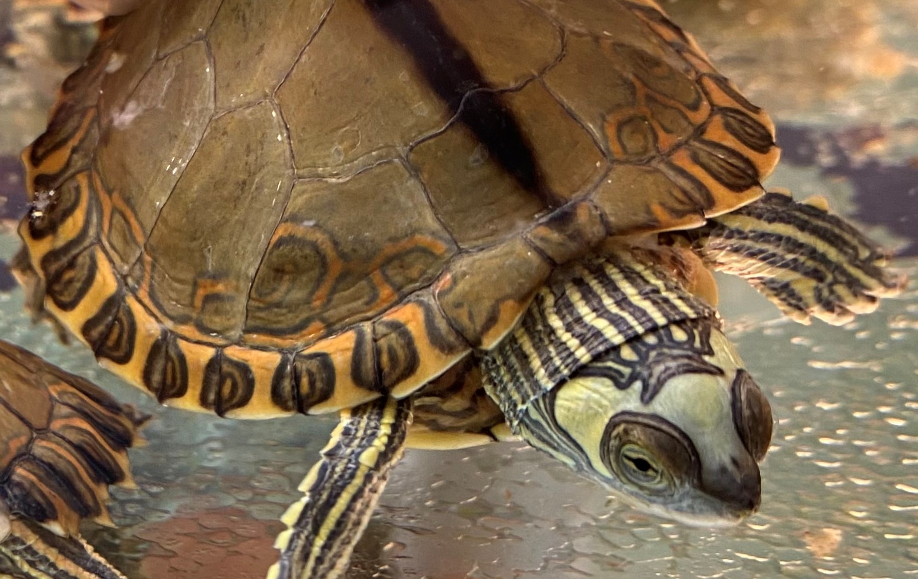 How to Eliminate Chlorine & Chloramines with Aquatic Turtles ...