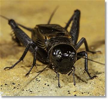 Want to know how to gut load crickets? - TropicZone Specialty Pet Foods