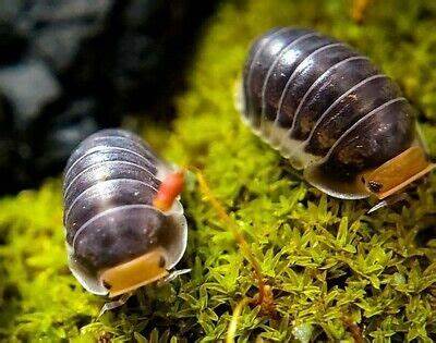 Best food for Isopods - TropicZone Specialty Pet Foods